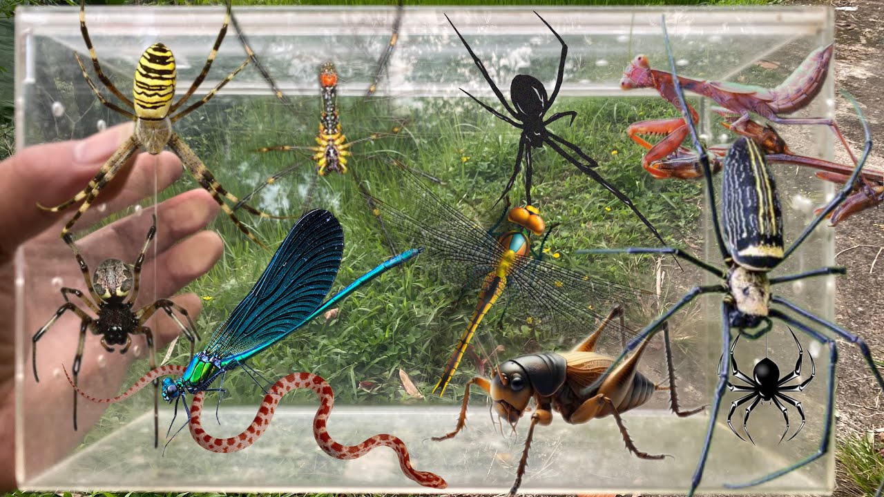 hunting insects during the wind season - YouTube