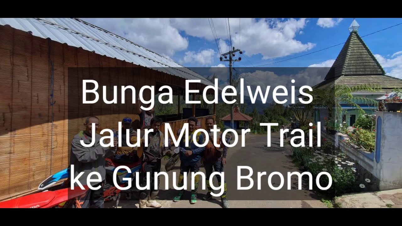 Bunga Edelweis, Jalur Motor Trail ke Gunung Bromo - YouTube