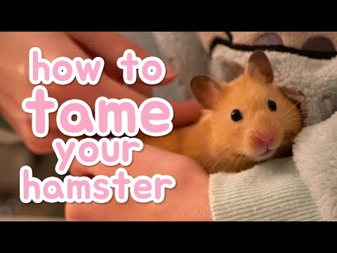 🐹 How to tame your hamster 🐹