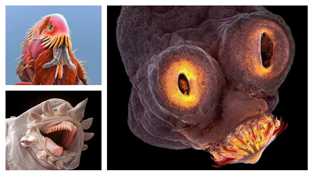 Mind Boggling things under Electron Microscope| Scary things under ...