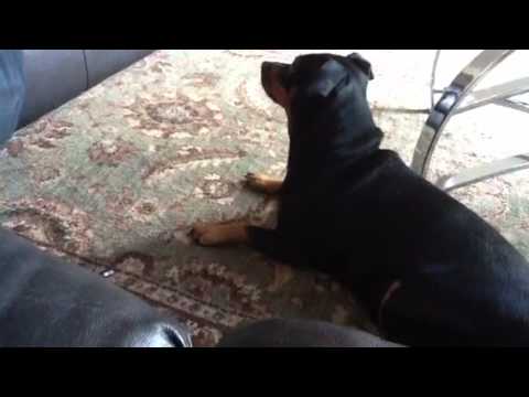 Dog singing when playing the clarinet - YouTube