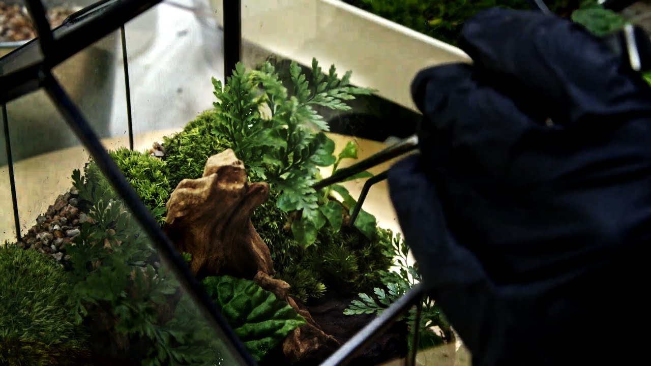 [How It's Made] Amazing Terrarium Building Process - YouTube