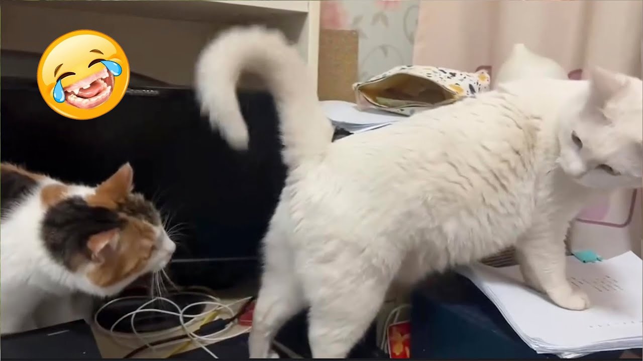 🤣🐱 Hilarious Cats & Dogs in Action! 🐶😂 | Momentos De Mascotas - YouTube