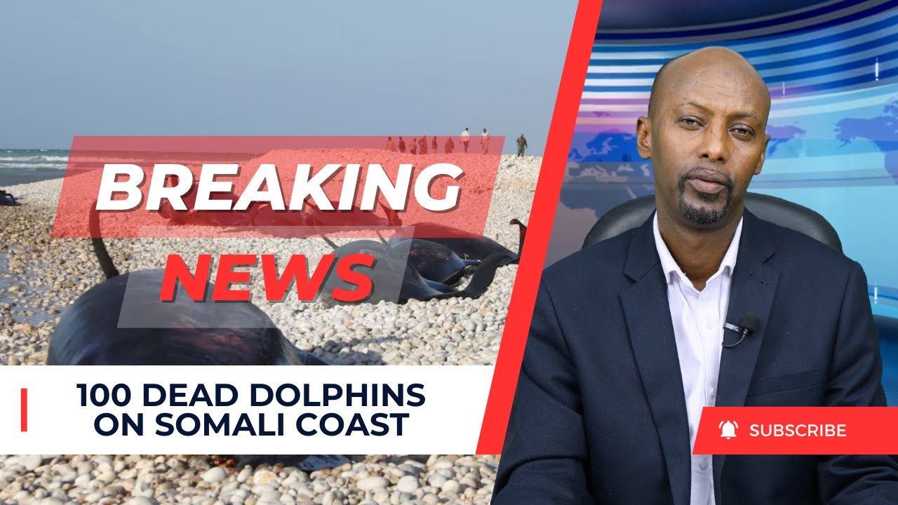 100 Dolphins DEAD on Somali Coast| HADAL NEWS | EP25 - YouTube