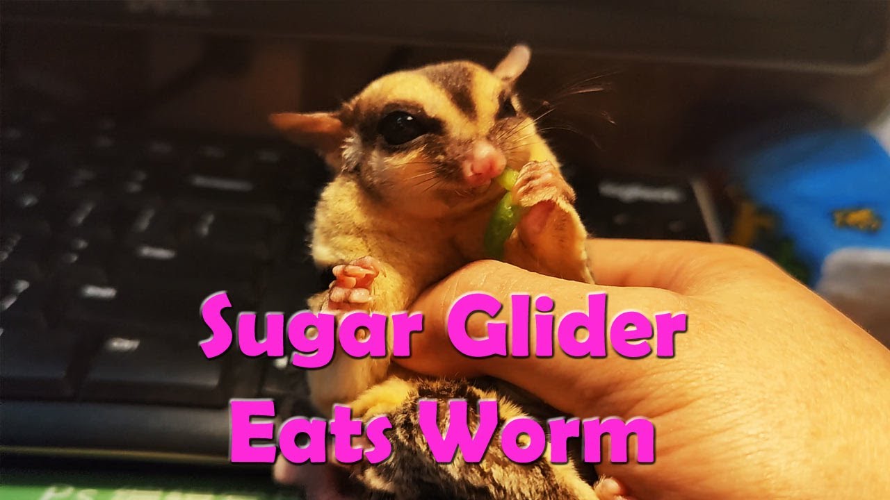 Sugar Glider Eats Worm - YouTube