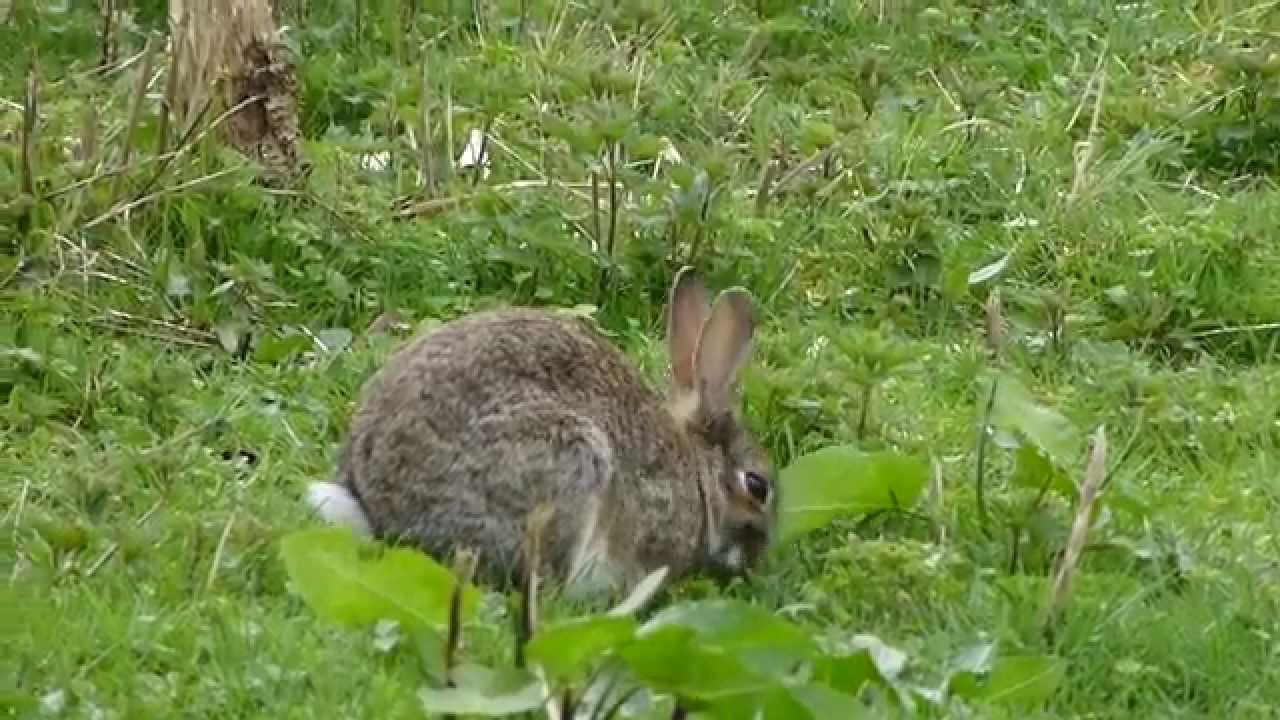 Wild Rabbits grazing - YouTube