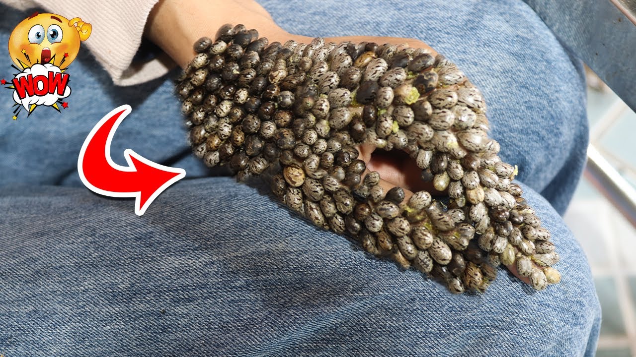How To Remove Lice - YouTube