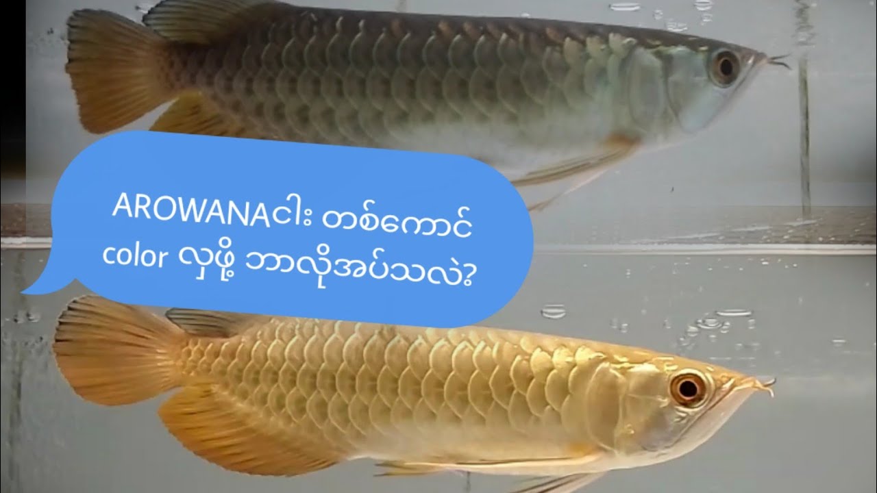 Arowana (lucky fish) color လှဖို့ ဘာလုပ်သင့်သလဲ - YouTube