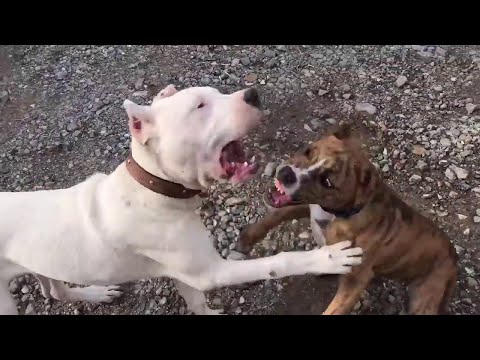 Dogo Argentino VS Pitbull - Pitbull VS Dogo Argentino In a Real Fight - KERBEROS