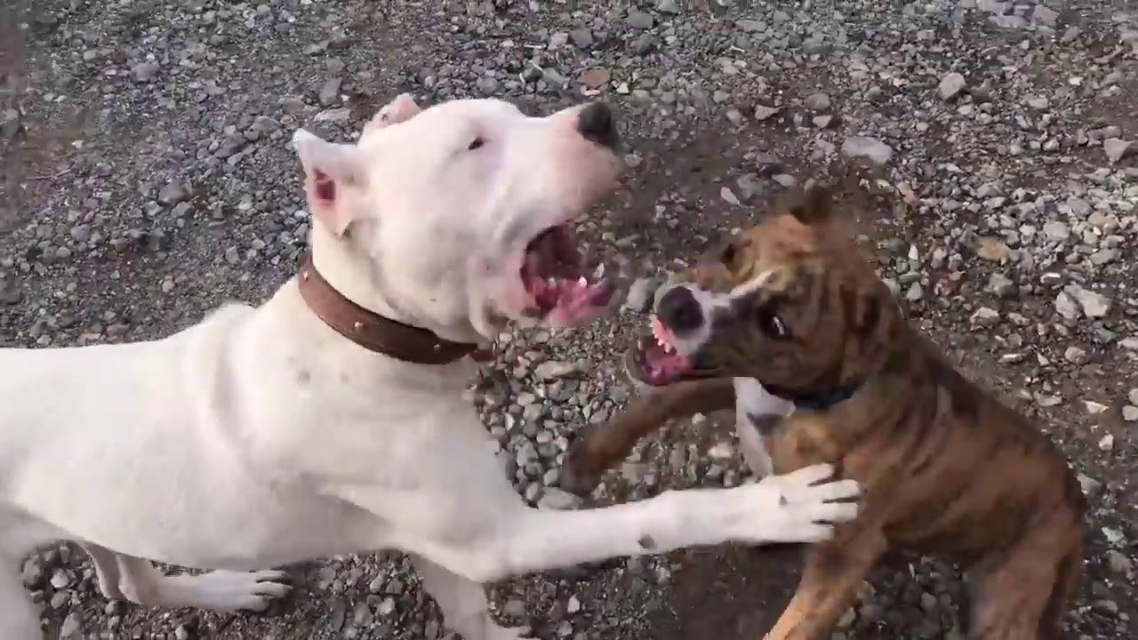 Dogo Argentino VS Pitbull - Pitbull VS Dogo Argentino In a Real Fight ...