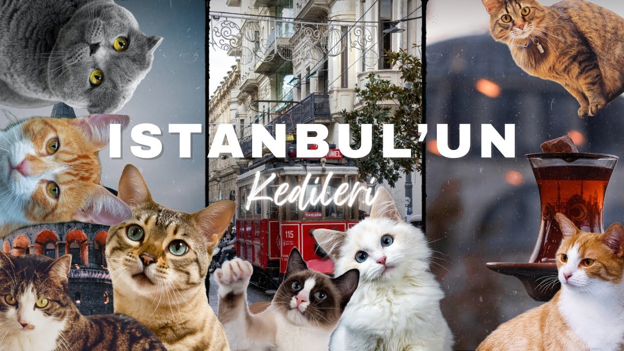 İstanbul’un kedileri | Cats of İstanbul - YouTube