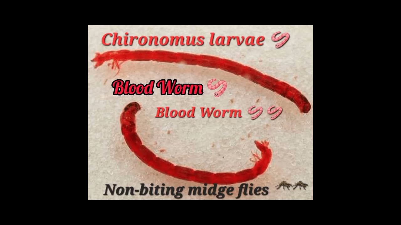 Blood Worm 🪱 | Chironomus larvae | Non-biting midge Flies 🦟🦟| - YouTube