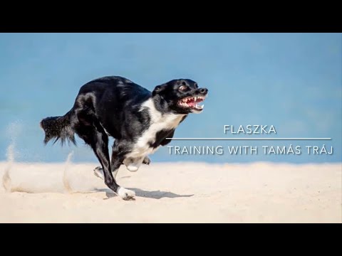 Agility training with Tamás Tráj - YouTube