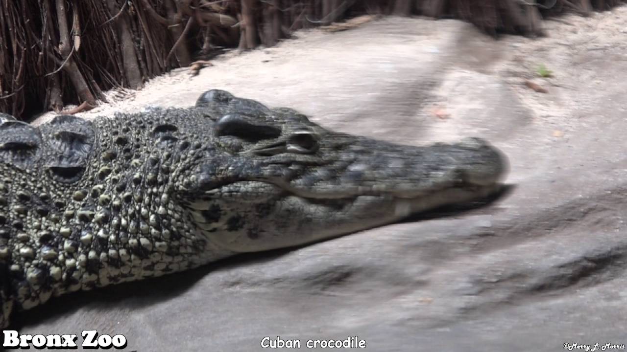 Bronx Zoo Reptile House Favorites - YouTube