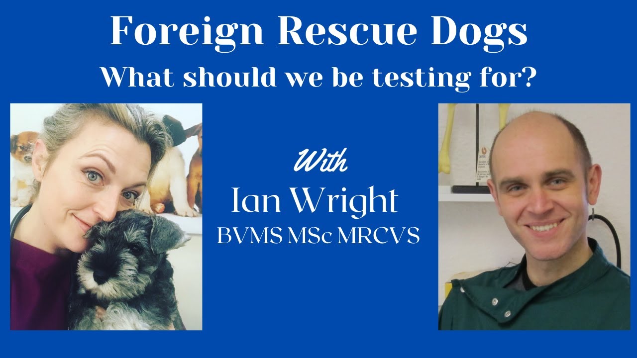 Foreign Rescue Dogs What Should We Be Testing For - YouTube