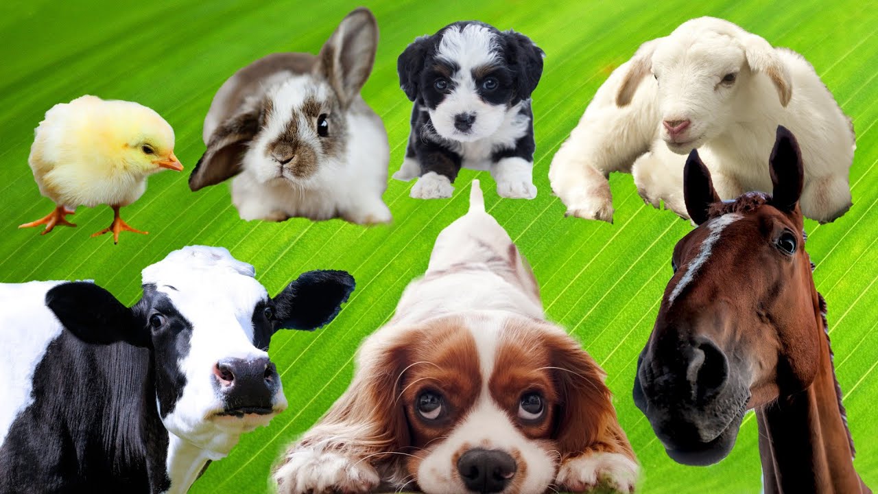 Sounds of Wild animals and Farm animals, Learn together | Cats,dogs ...