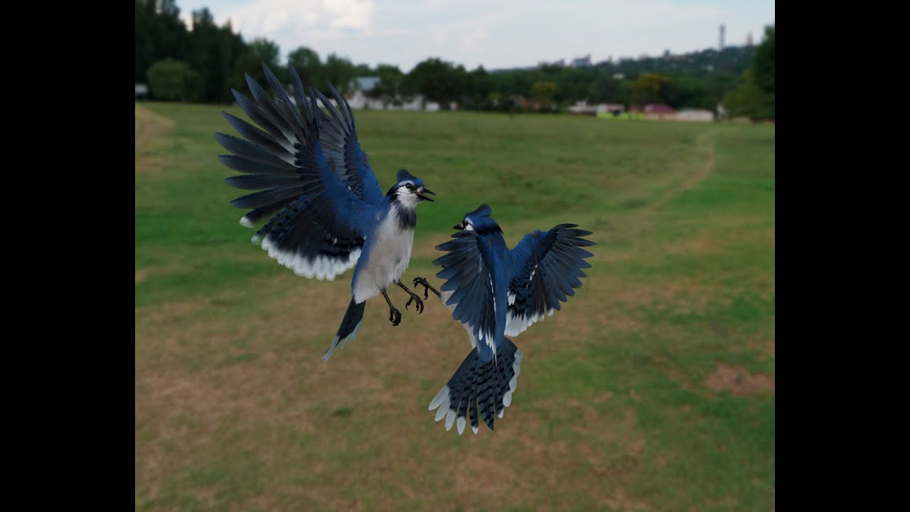 Yeti Feathers. Blue Jay bird - YouTube