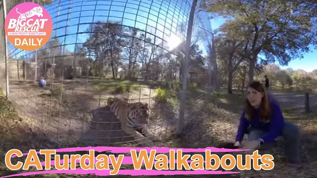 CATurday Walkabout in 360 at Big Cat Rescue! 02 08 2020 - YouTube