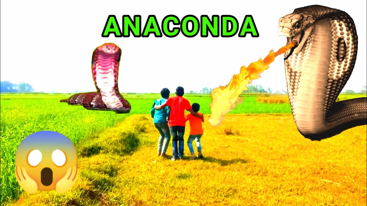 Attack Of Anaconda Snake | Anaconda Snake Attack In Real Life HD Video ...