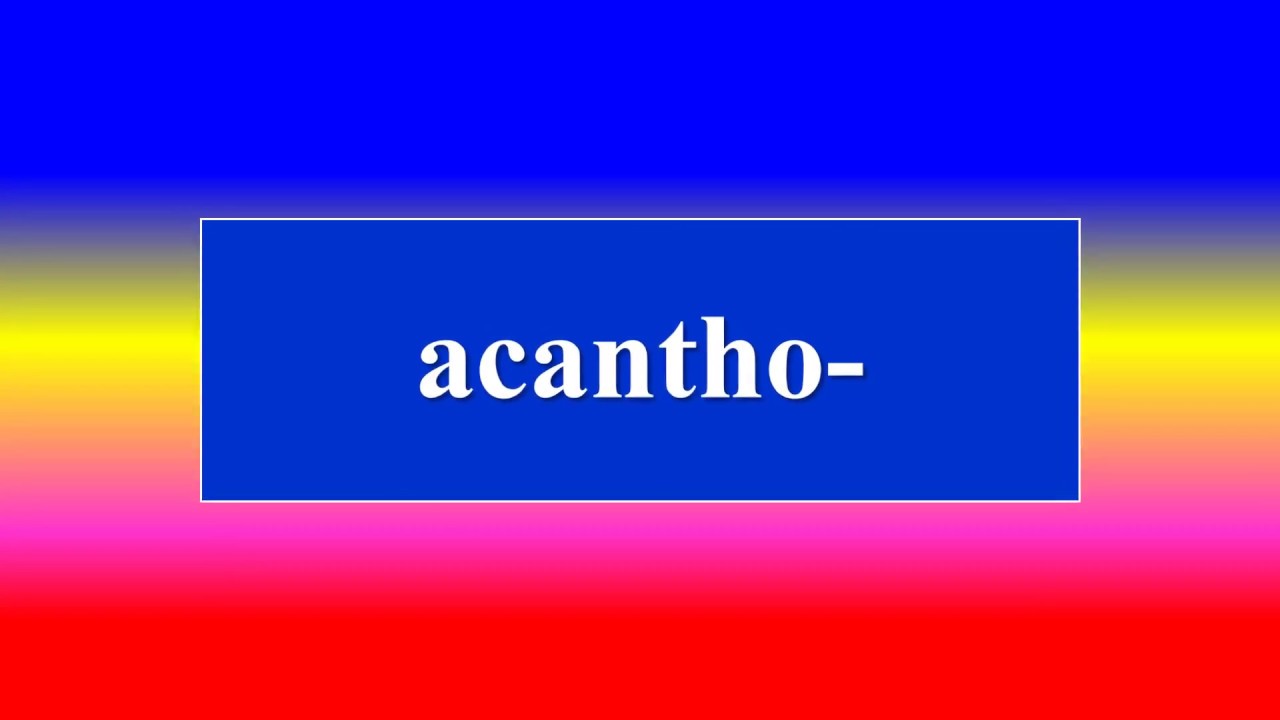acantho- - YouTube