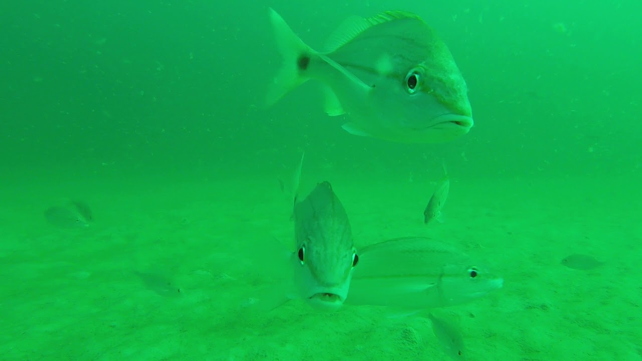 RV Minton Reef Pyramid March 23, 2019 - YouTube