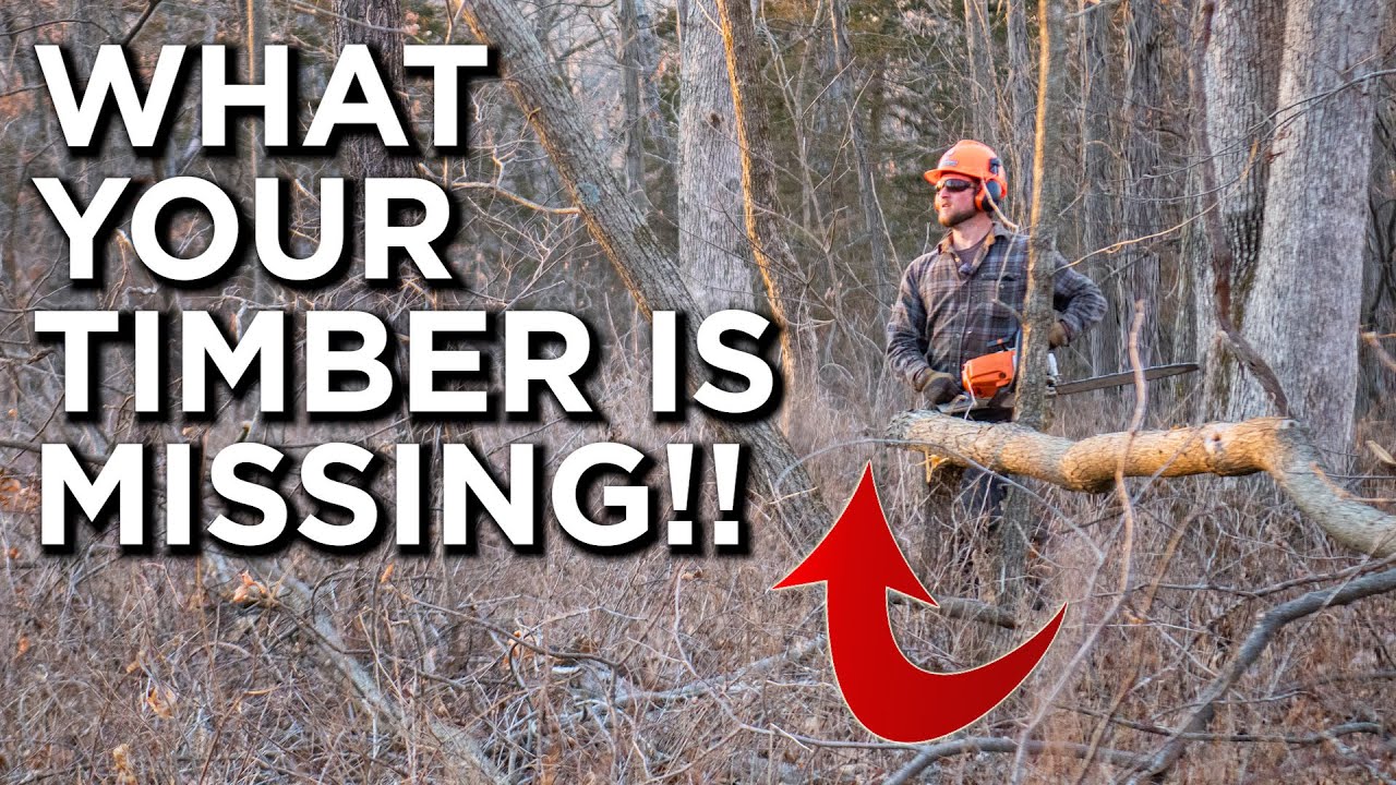 Why EVERYONE Should Do Timber Stand Improvement! - YouTube