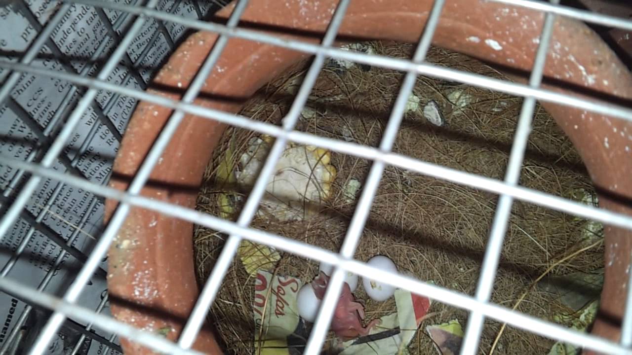 Fawn Java Finch Chick - YouTube