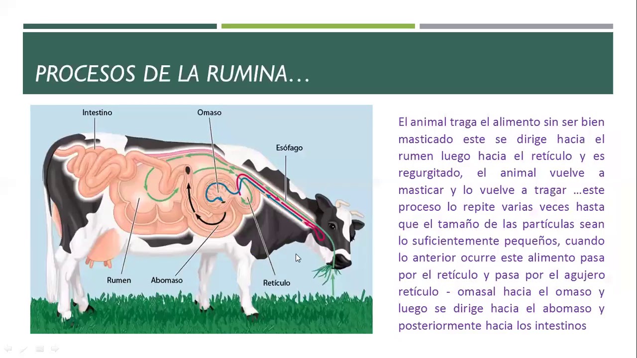 PROCESO DE LA RUMIA Y DIFERENCIAS ENTRE SISTEMA DIGESTIVO DE RUMIANTES ...