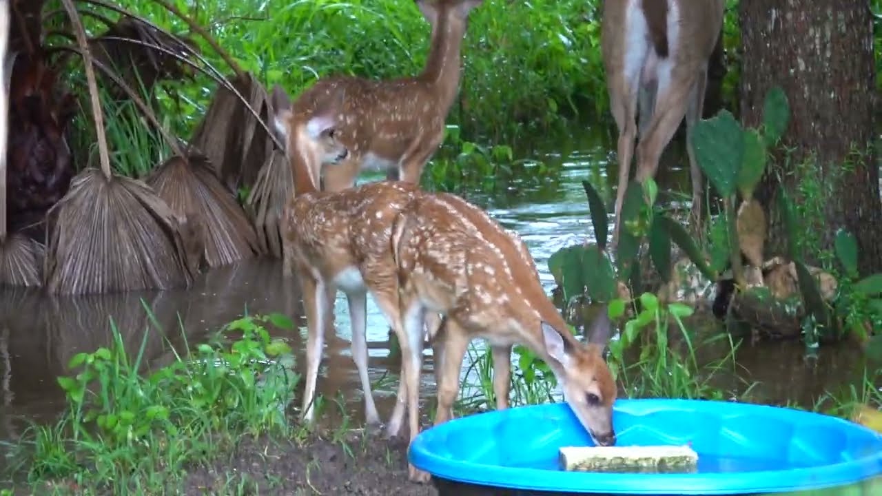 More deer in the rain - YouTube