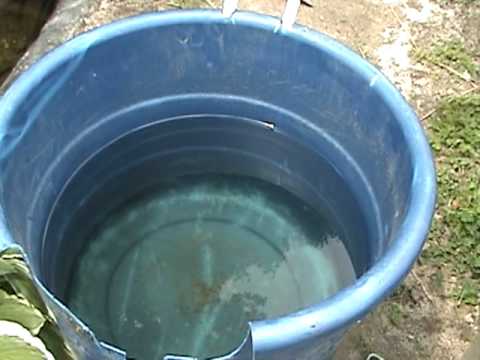 Spring Comet Goldfish Fry - YouTube