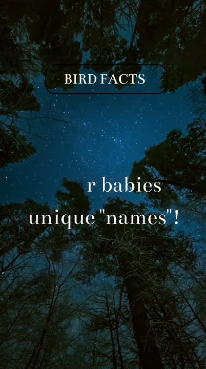 🤯Amazing Bird facts you probably didn't know #1🤯 - YouTube