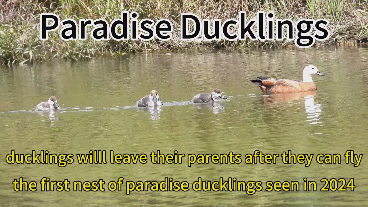 The first nest paradise ducklings seen in 2024- they guard ducklings 55 ...