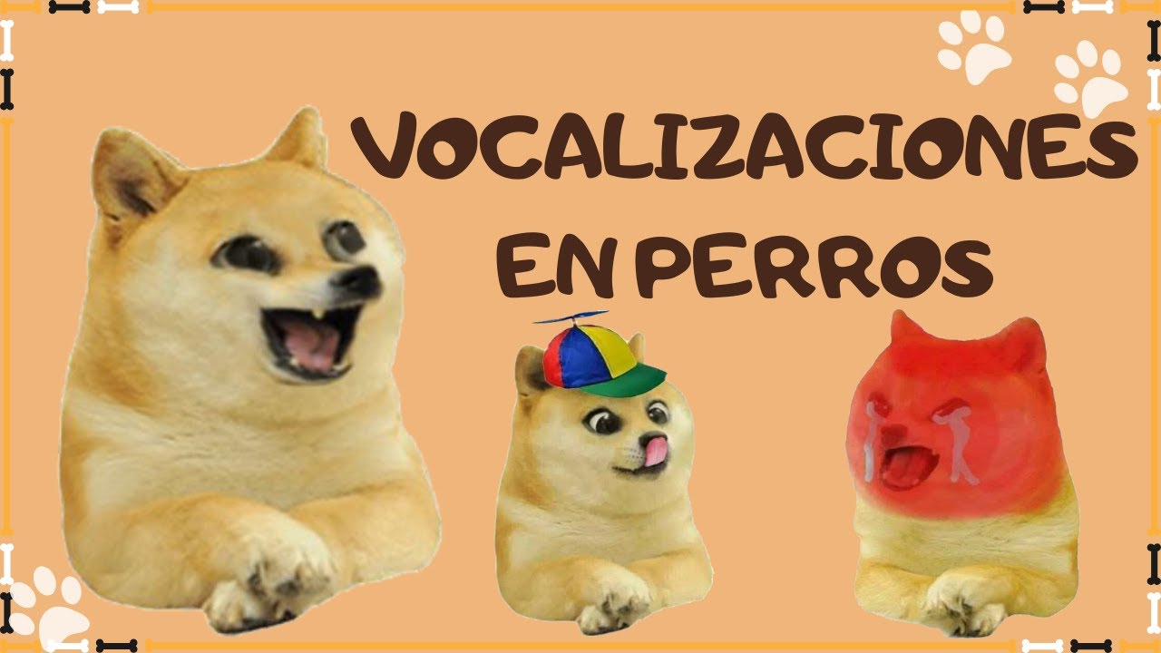Vocalizaciones más frecuentes en los perros - YouTube