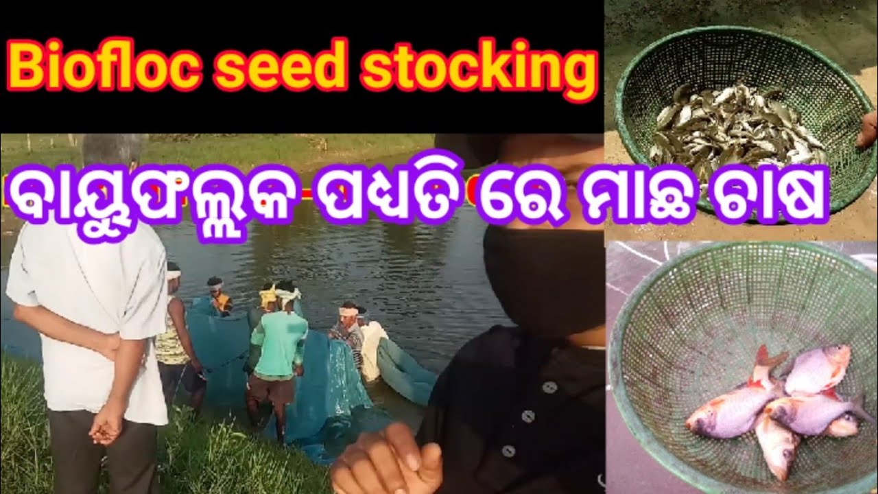 BioFloc fish seed sanitize stocking //roopchand fish Amur common carp ...