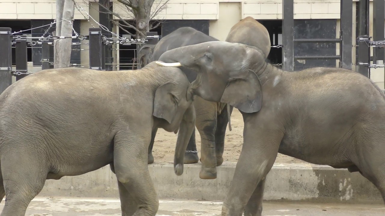 【京都市動物園】ゾウのカップリング Elephant coupling - YouTube