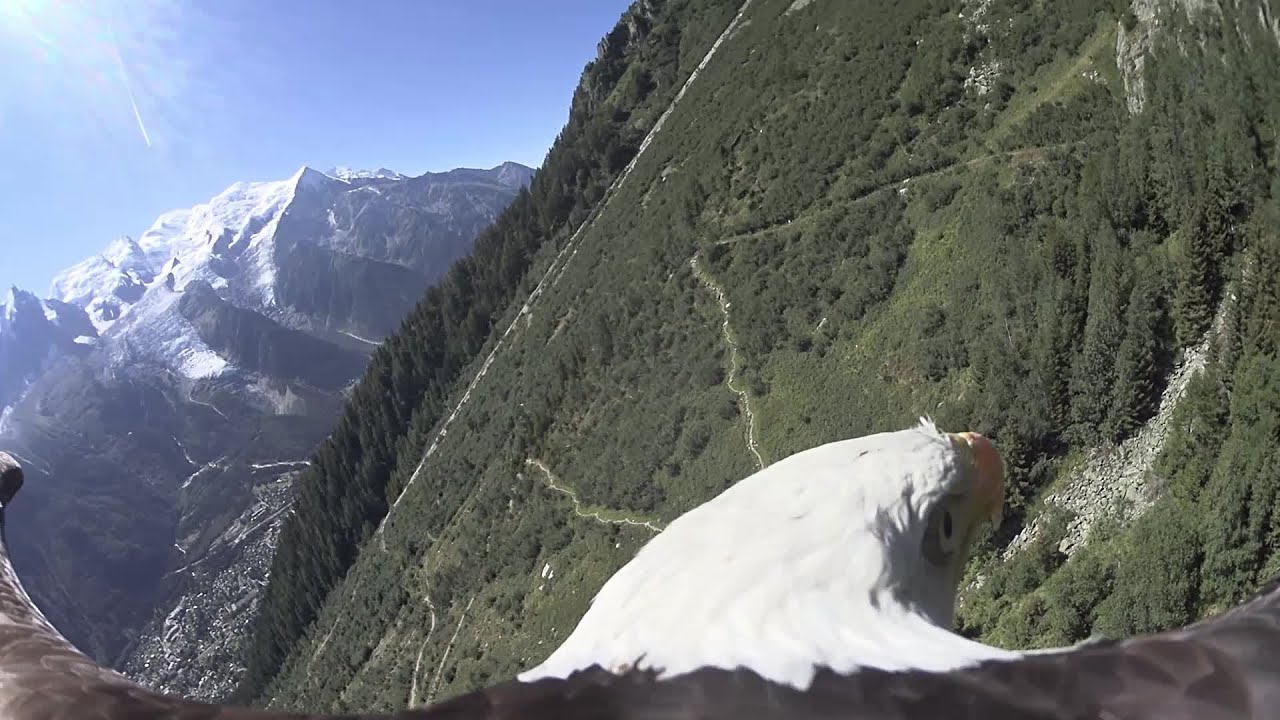 Bald Eagle POV flight - Chamonix, Mont Blanc - YouTube