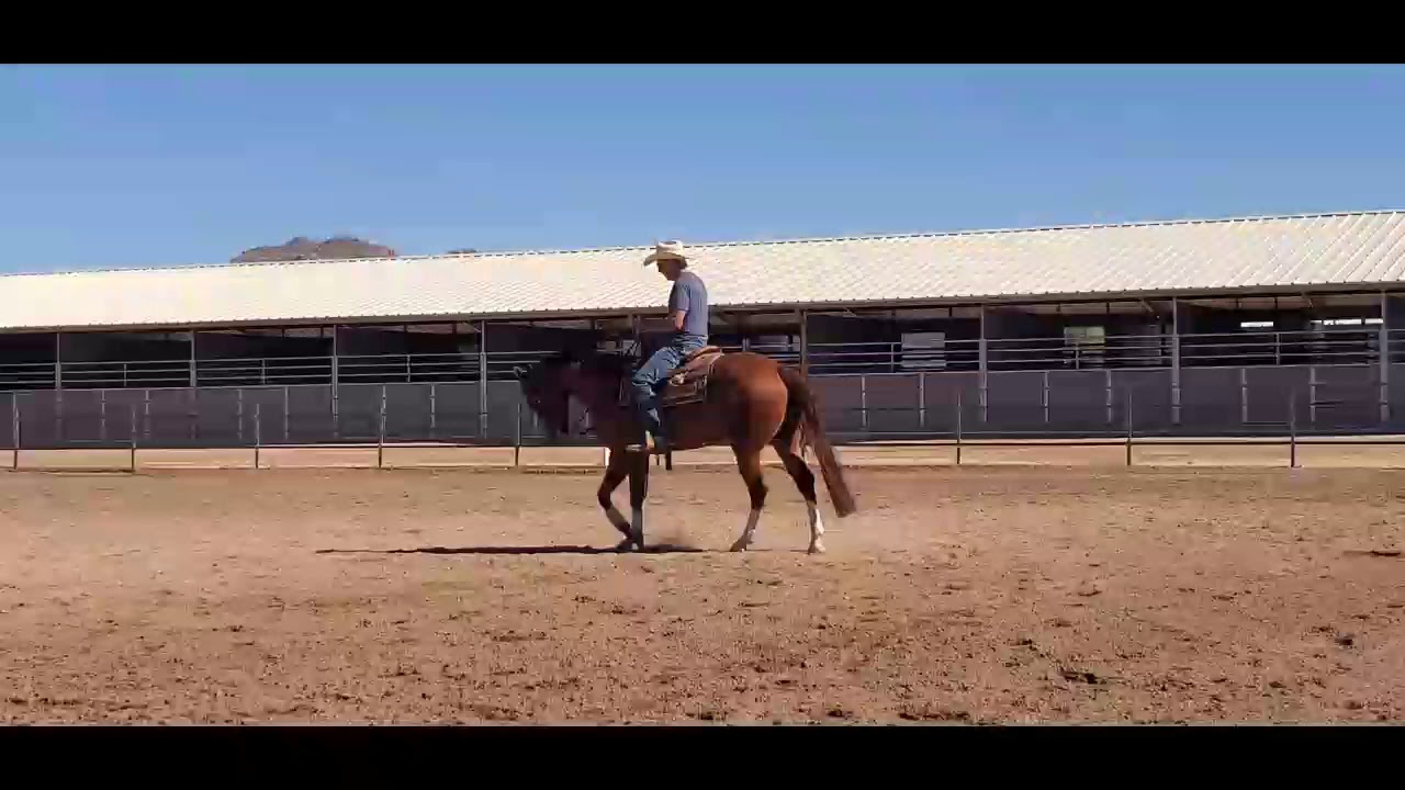 AQHA Reining Gelding For Sale YouTube aqha-reining-gelding-for-sale-youtube