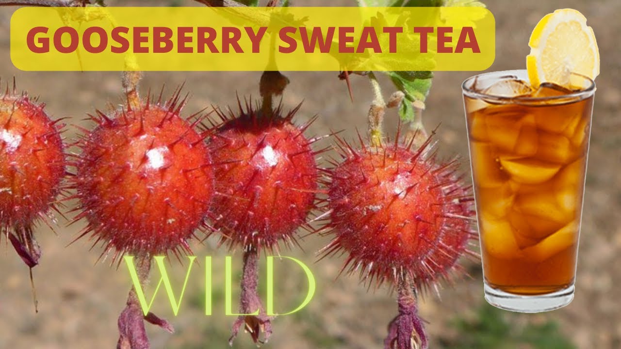 WILD GOOSEBERRY SWEET TEA - YouTube