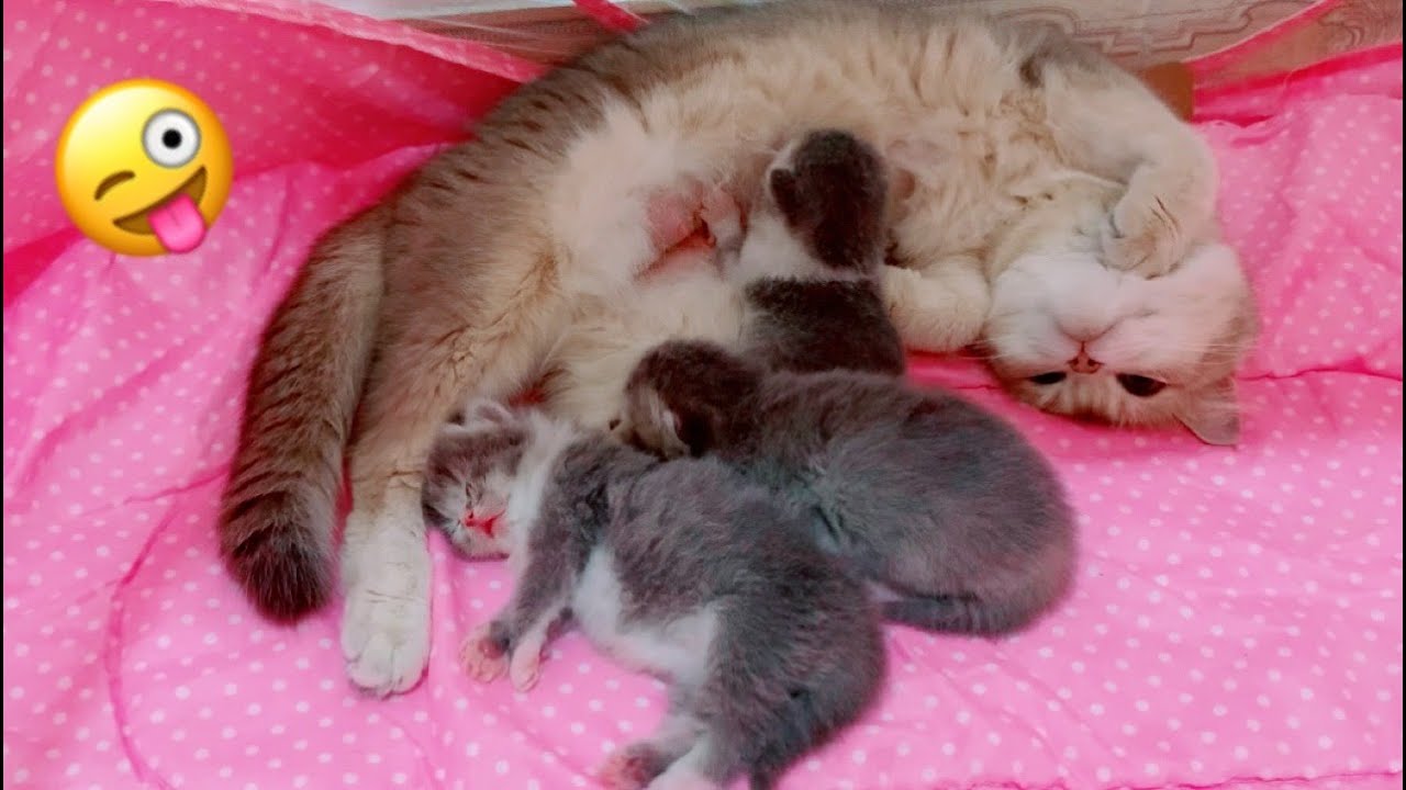 The newborn cat family is so adorable 🤪 too cute P219 - YouTube