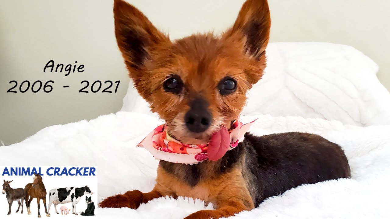 ANGIE'S LAST DANCE with the ANIMAL CRACKER! (PART 2) - YouTube