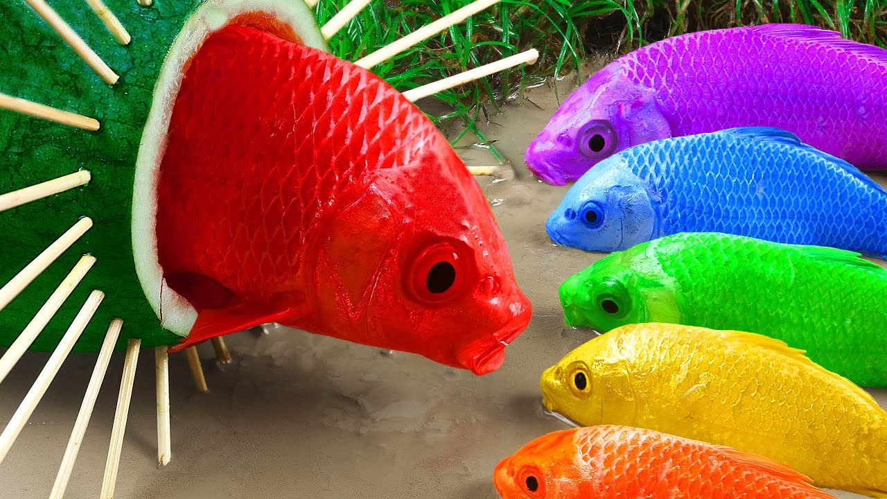 Stop motion ASMR | Colorful carp eat contaminated food must go to the ...