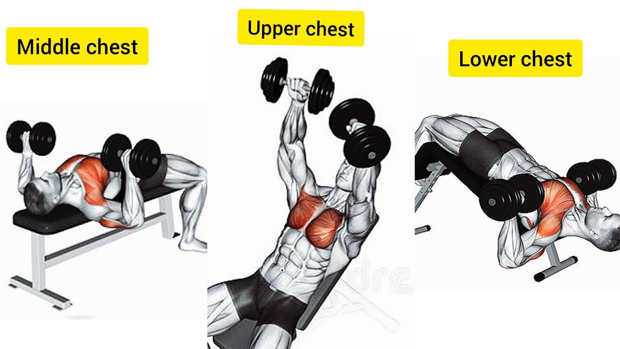 BEST_ CHEST_ EXERCISES _FOR _INNER CHEST_ UPPER CHEST _LOWER CHEST ...
