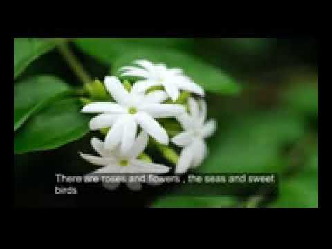 Fi ha Orjinal Original Türkçe ve İngilizce alt yazılı with English,Arabic and 144p