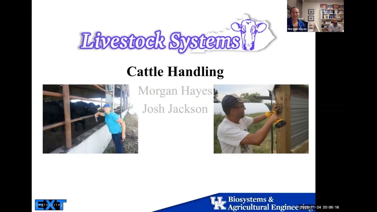 Beef Cattle Structures & Cattle Handling Facilities - YouTube