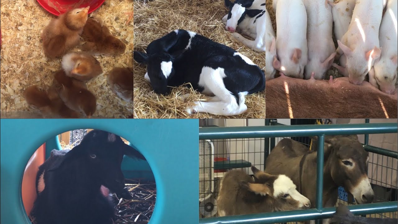 Baby Farm ANIMALS for Kids | Baby FARM Animals at the FAIR | ASL Baby ...