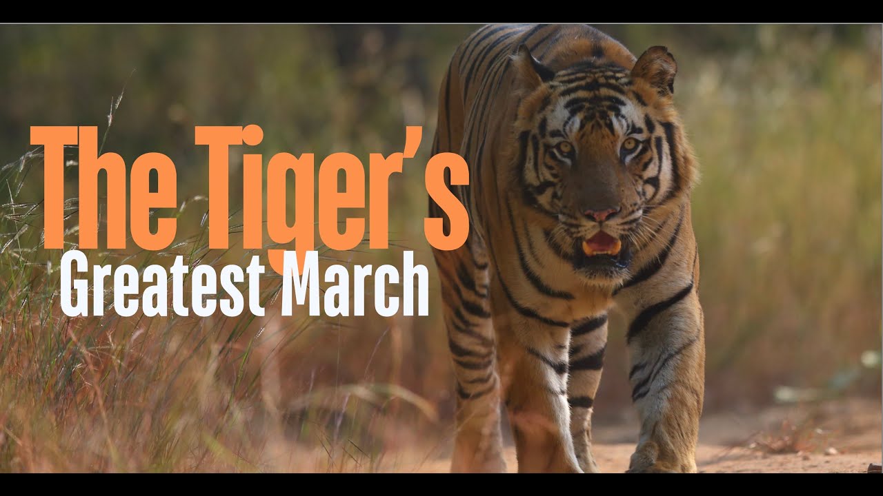 The Tiger's Greatest March - Full Film #tiger #wildlife # ...