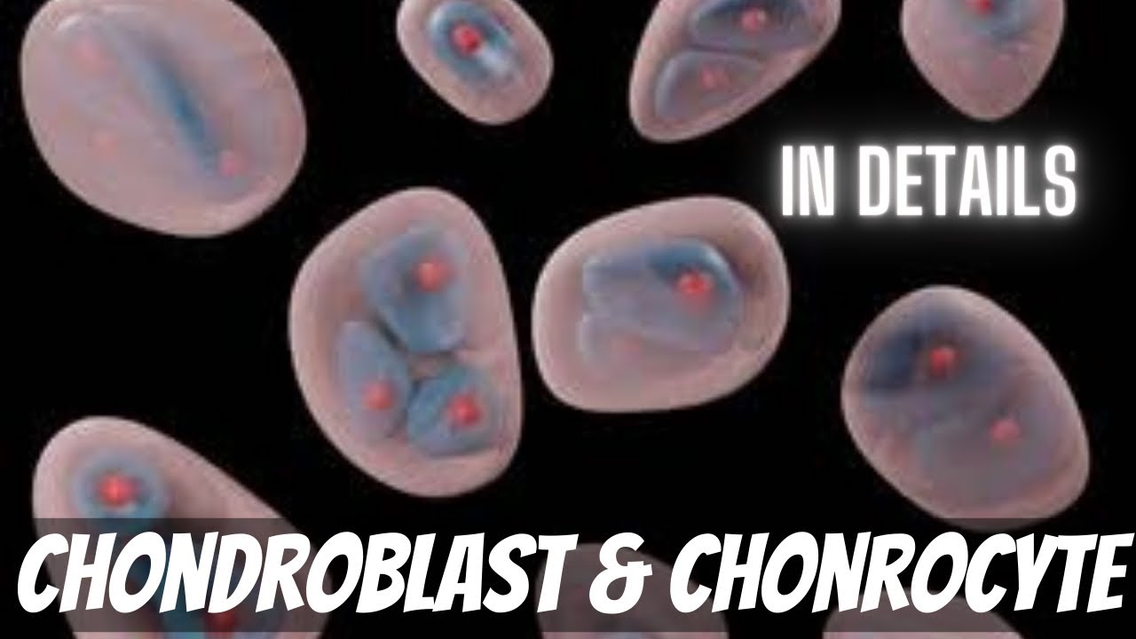 Chondroblast & Chondrocyte in details. Cytology part 59. - YouTube