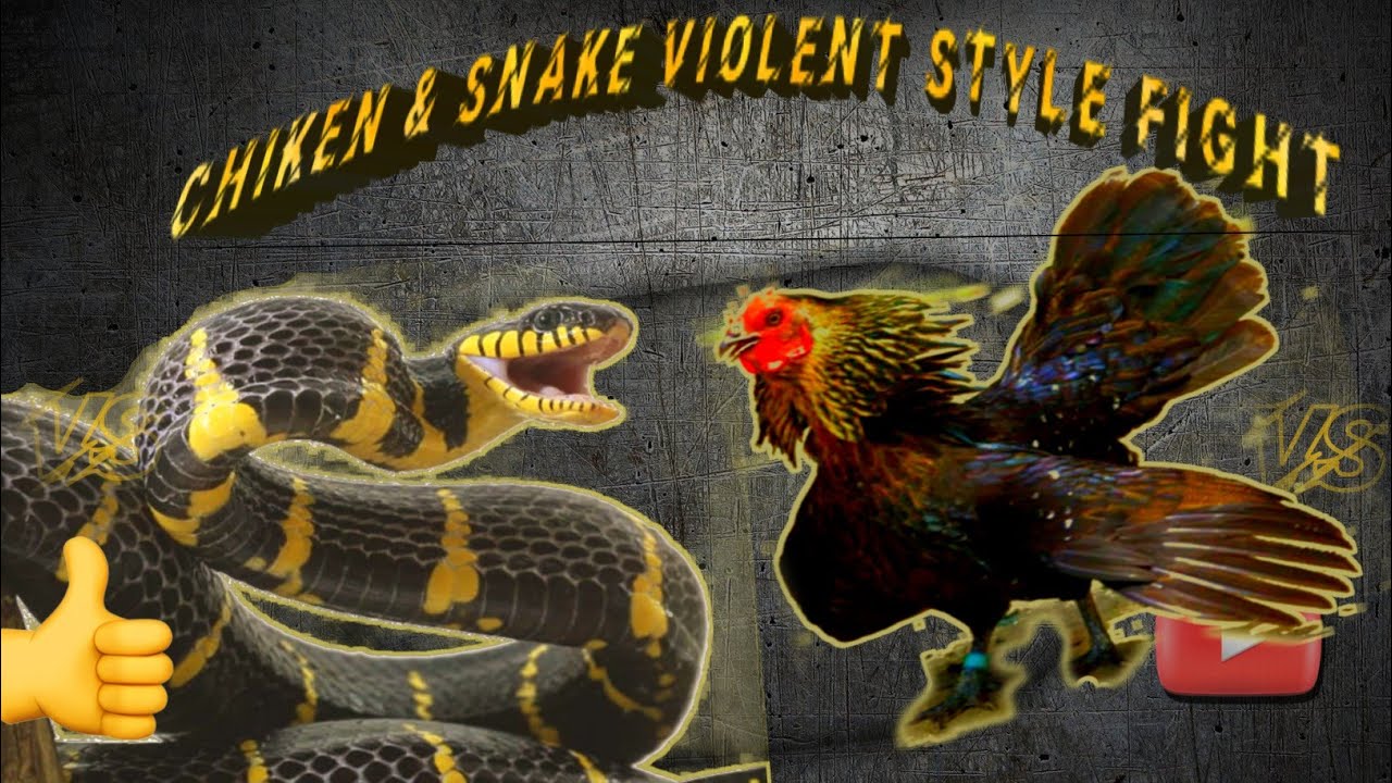 "Epic Battle: Chicken vs. Snake in an Unbelievably Violent Showdown ...