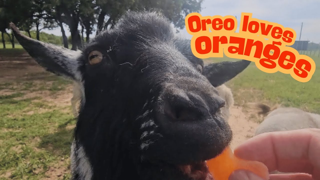 Oreo, the goat, loves oranges - YouTube
