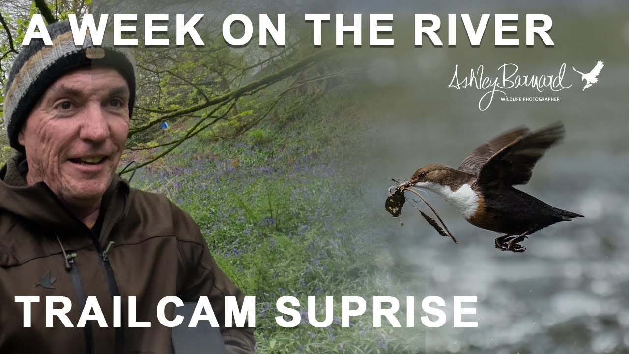 Dipper Update & Trail cam surprise with EUKI - YouTube